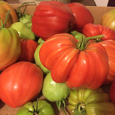 Common Sense Seeds - Short season open pollinated seeds