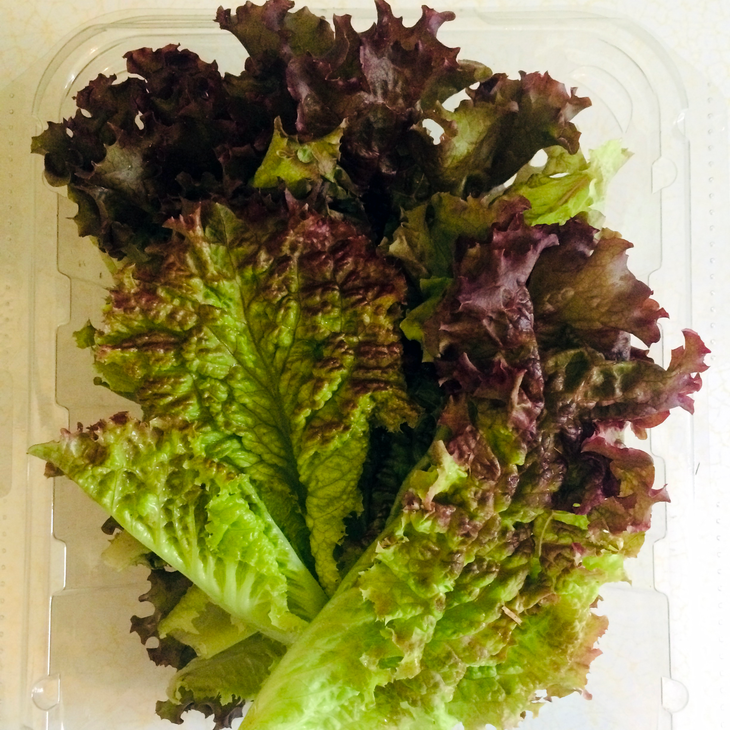 Lollo Rosso Lettuce Uses