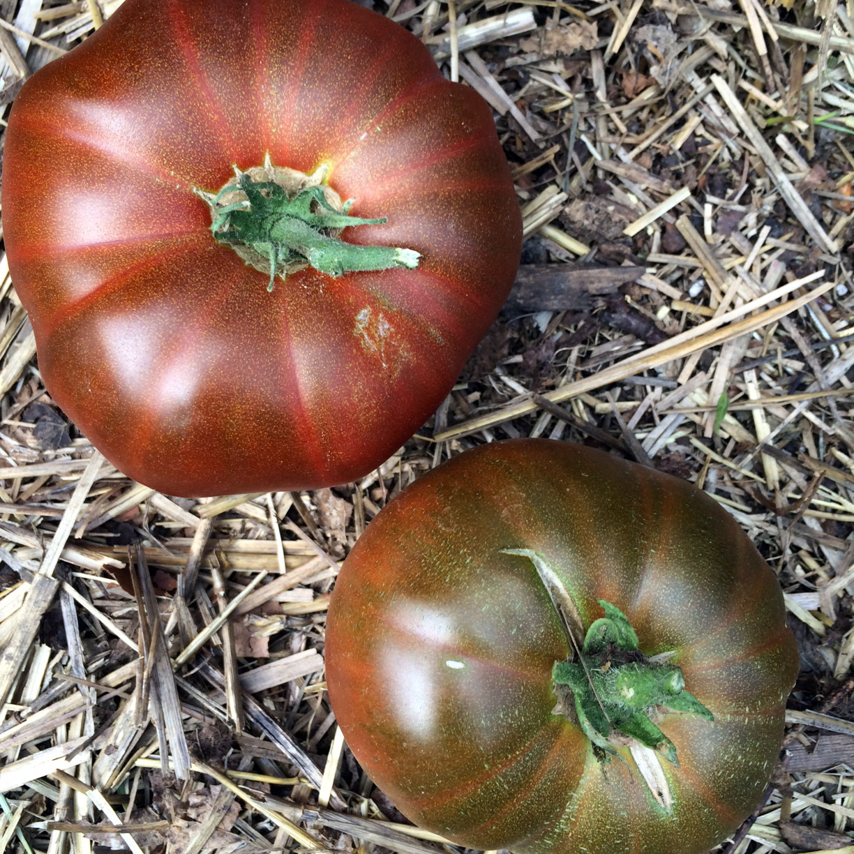 Tomato - Marshmallows in Chocolate - Common Sense Seeds