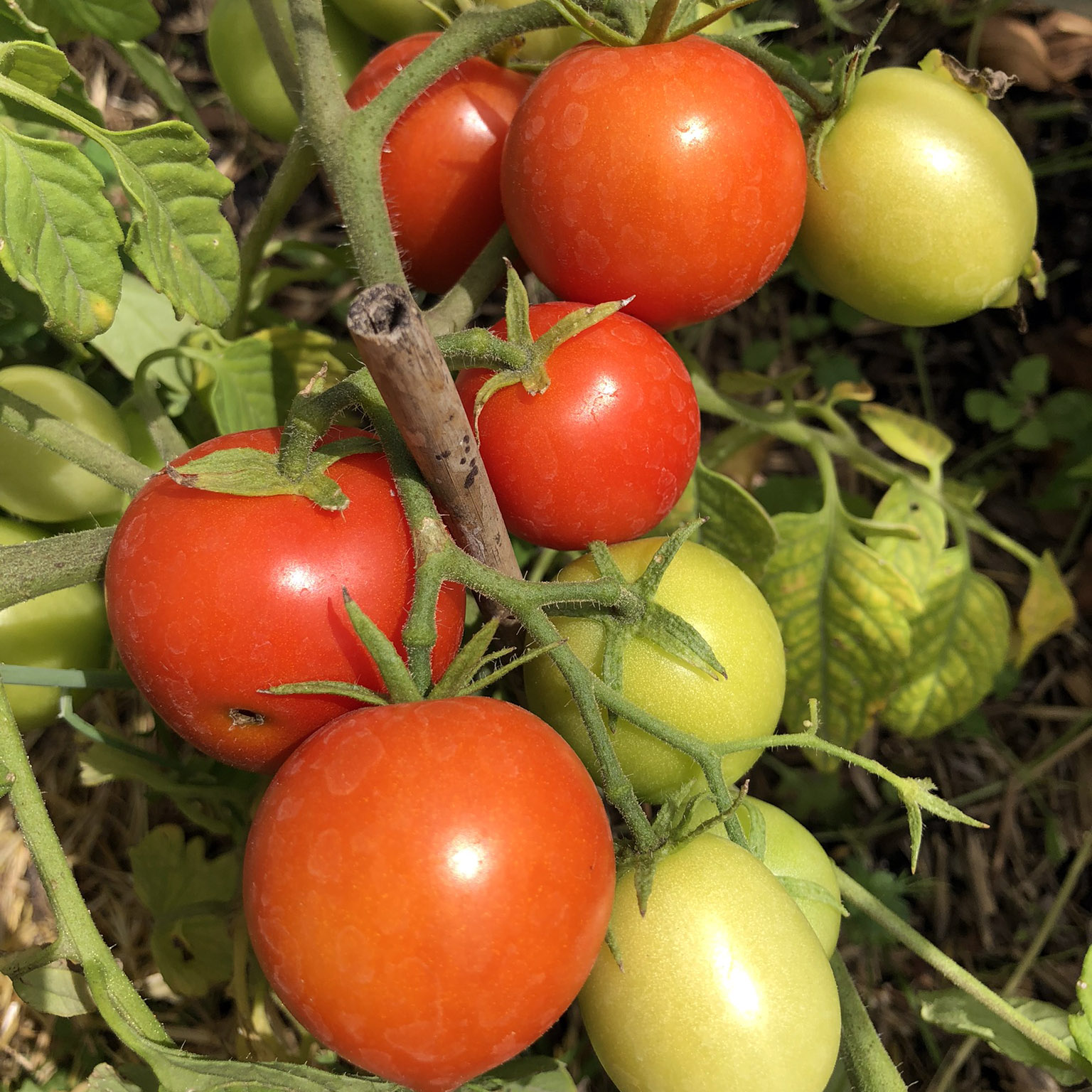 Tomato - 42 Days - Common Sense Seeds