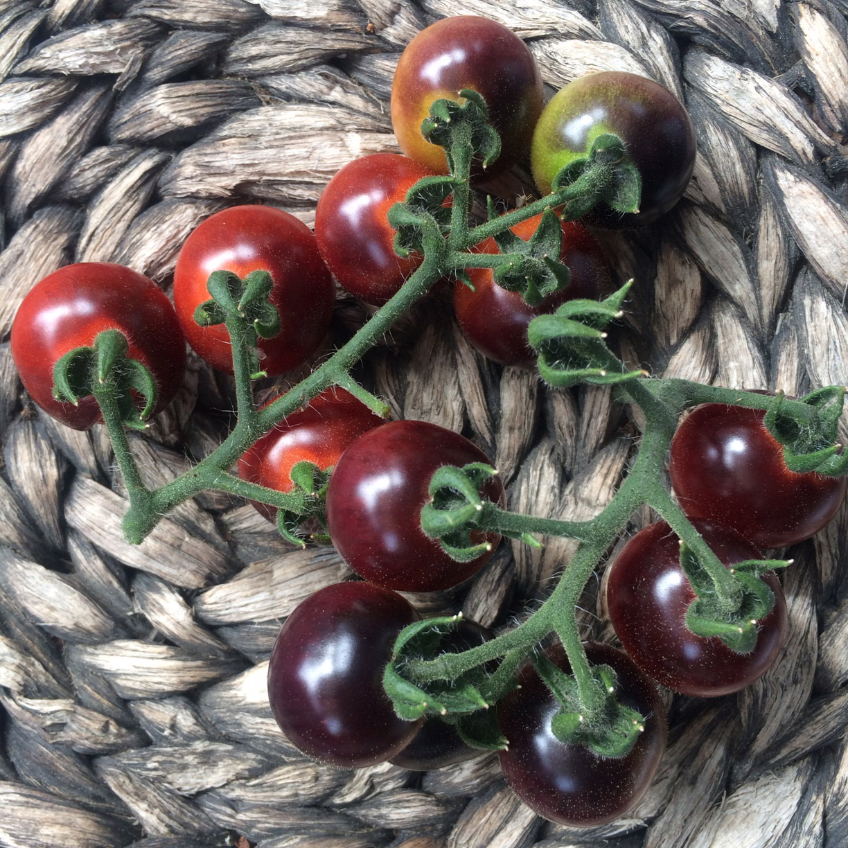 Tomato - Blueberries Tomato - Common Sense Seeds