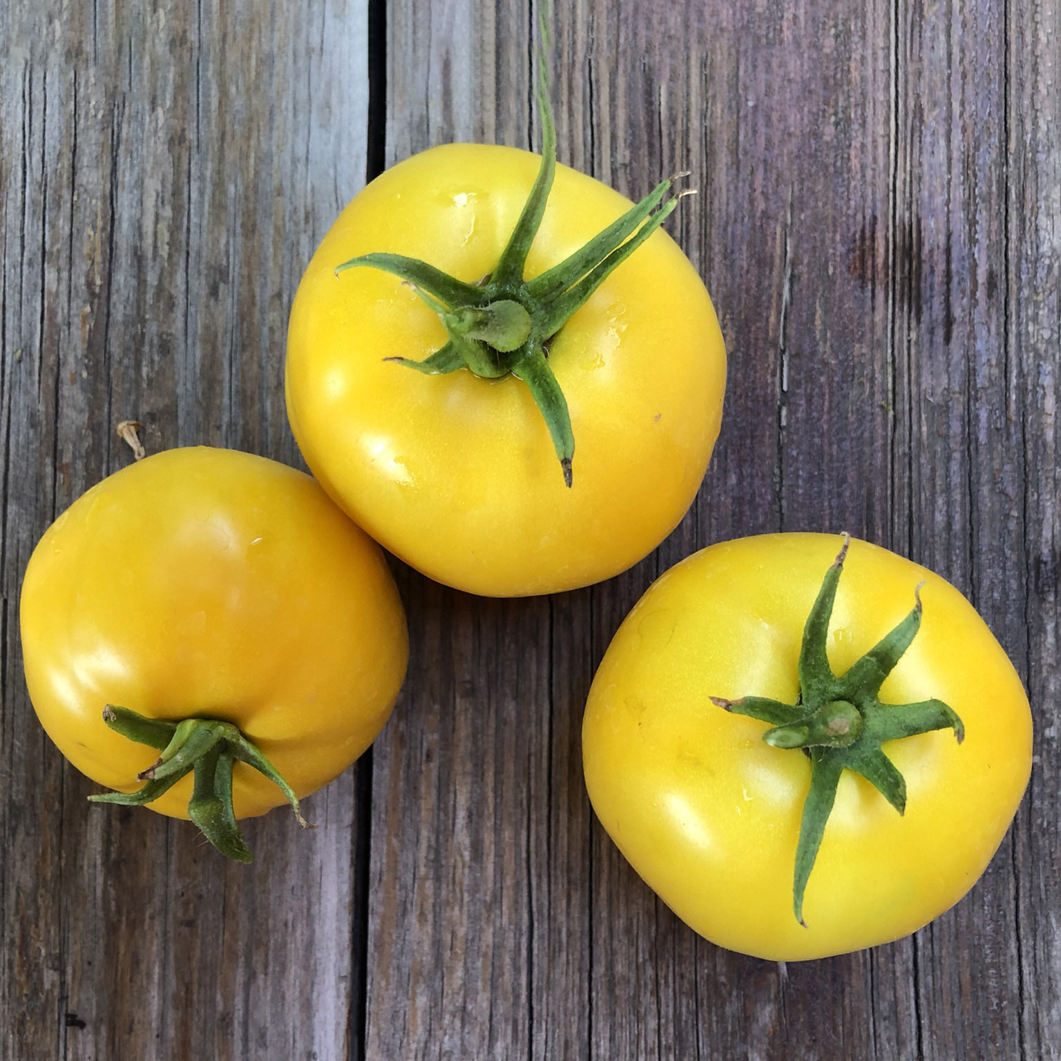 Tomato - Yellow Fireworks - Common Sense Seeds