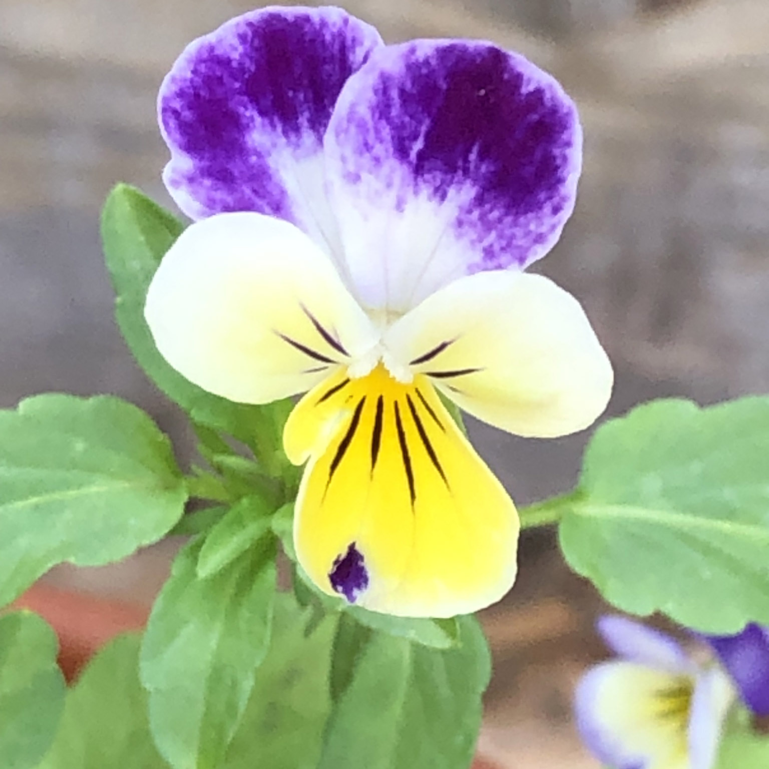Flower - Johnny Jumpup - Common Sense Seeds