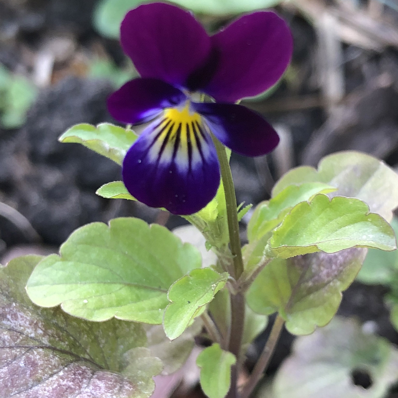 Edible Flower - King Henry Pansy - Common Sense Seeds