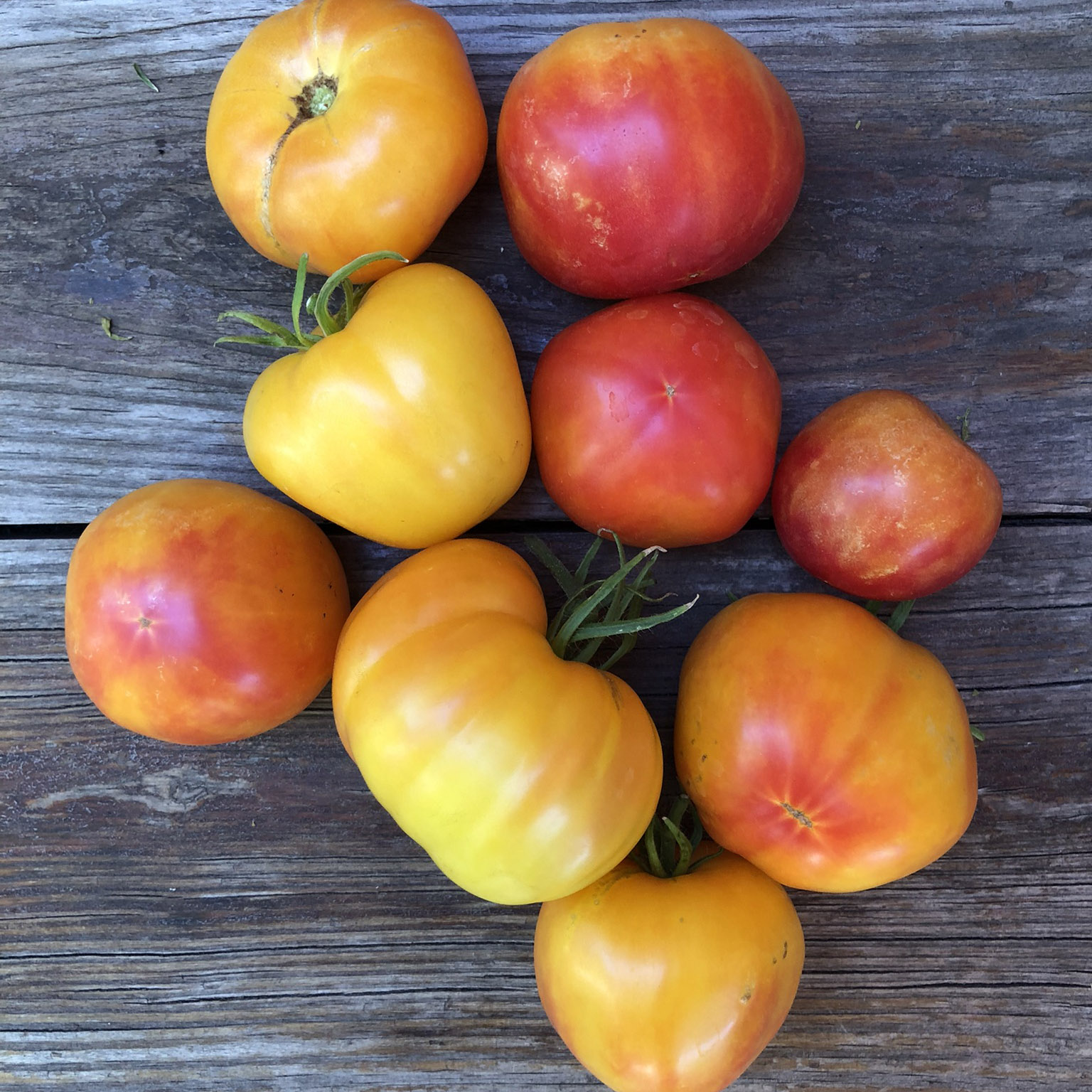 Tomato - Oaxacan Jewel - Common Sense Seeds