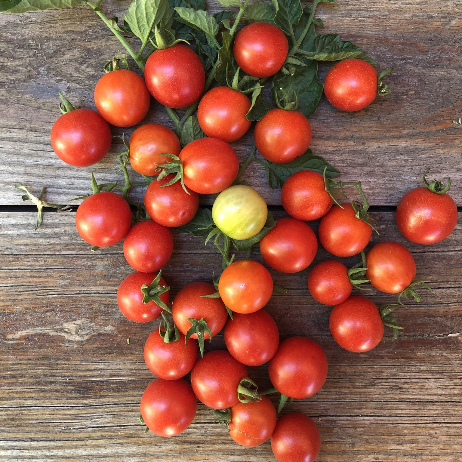 Tomato - Ojo de venado (Eye of the Deer) - Common Sense Seeds