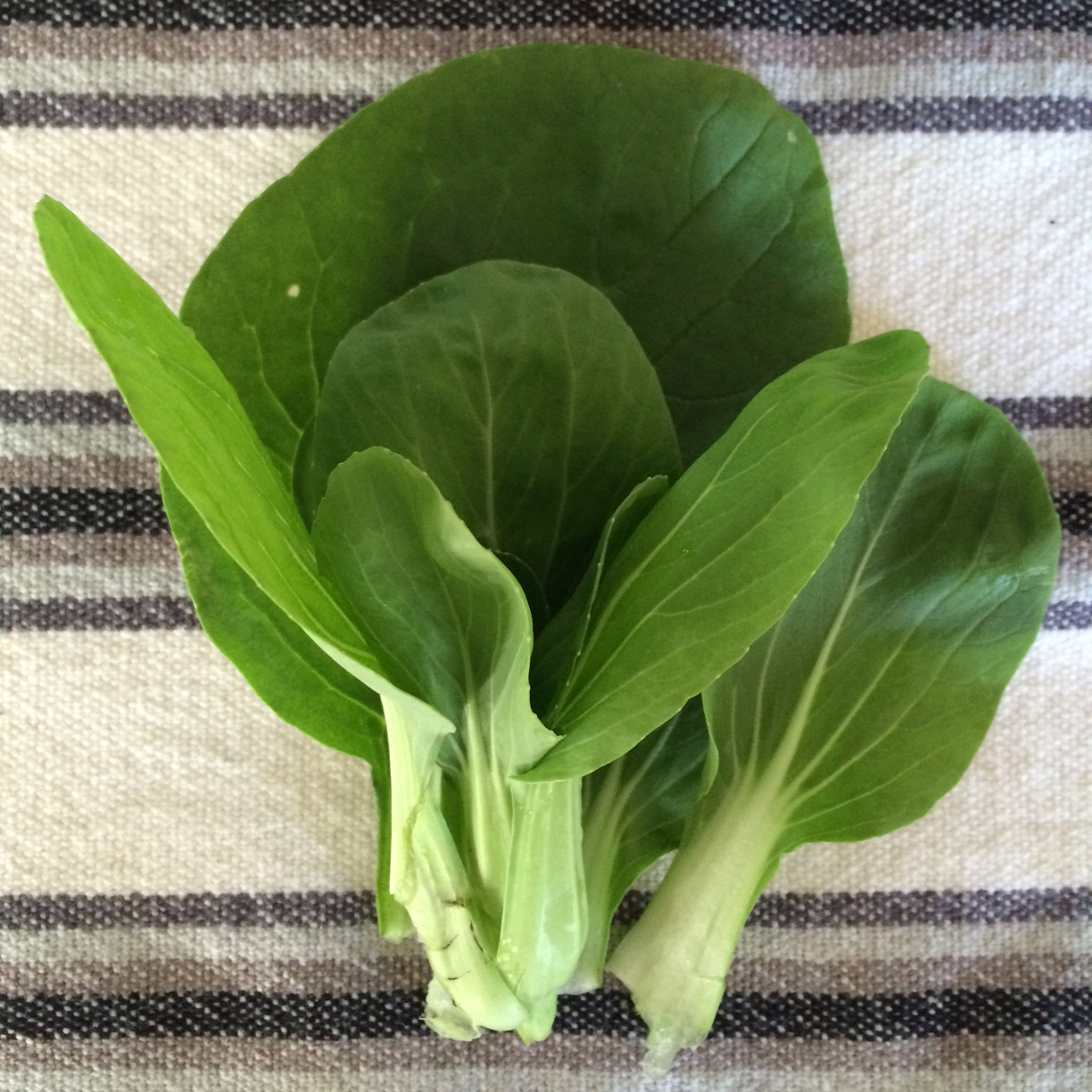 Brassica - Shanghai Green Pak Choy - Common Sense Seeds