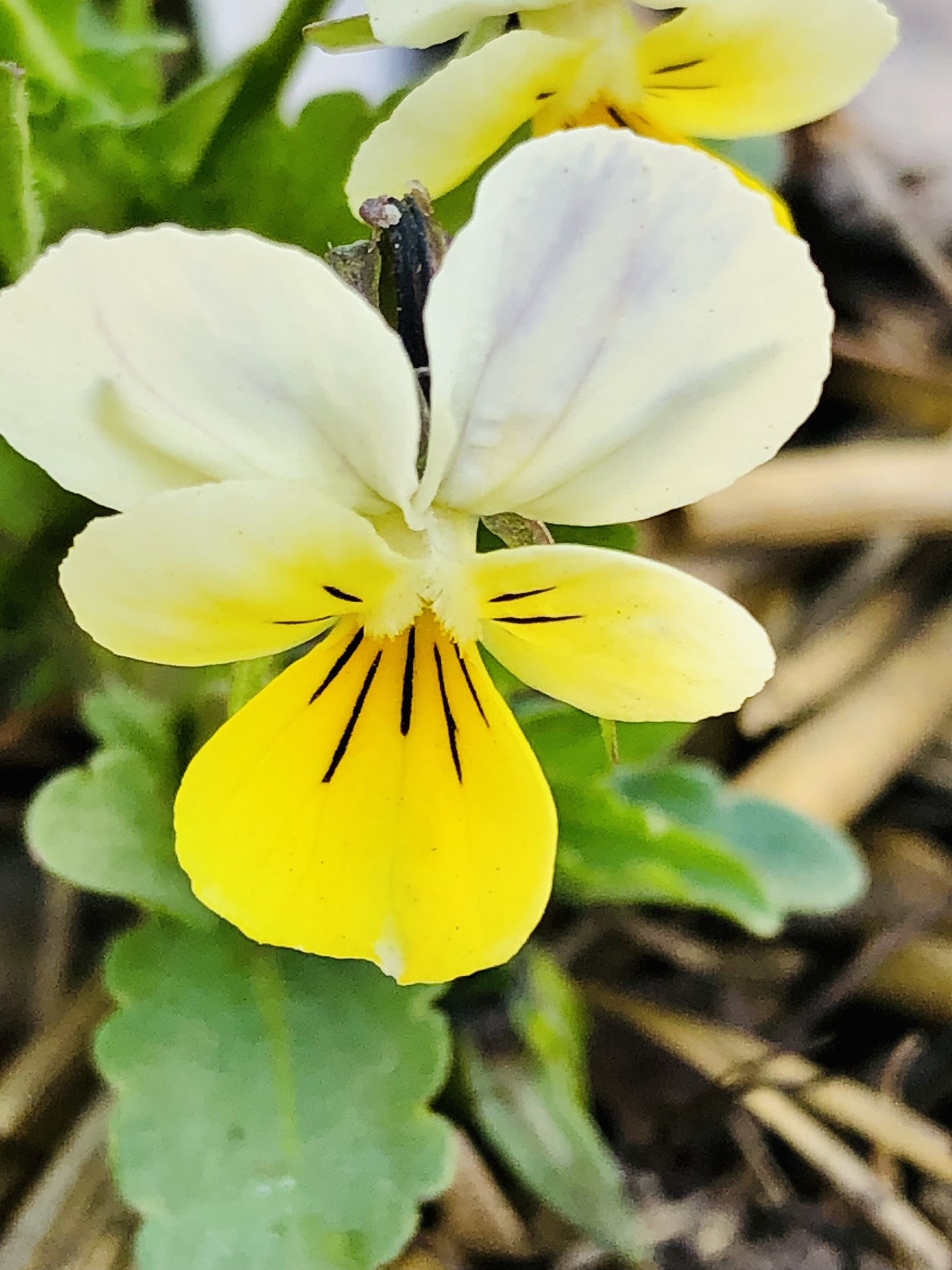 Flower - Viola Arvensis (Wild Pansy) - Common Sense Seeds