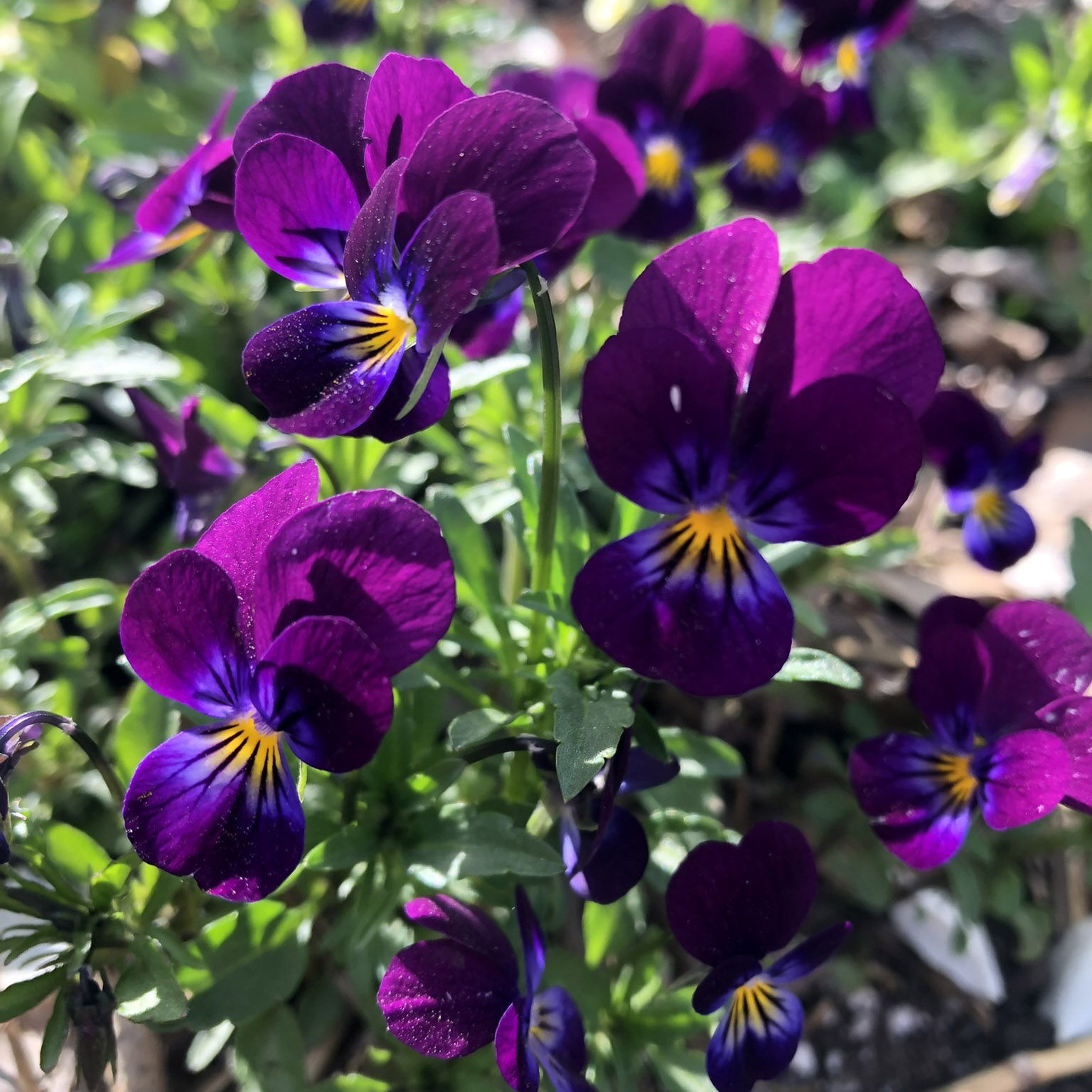 Purple Pansy Flower