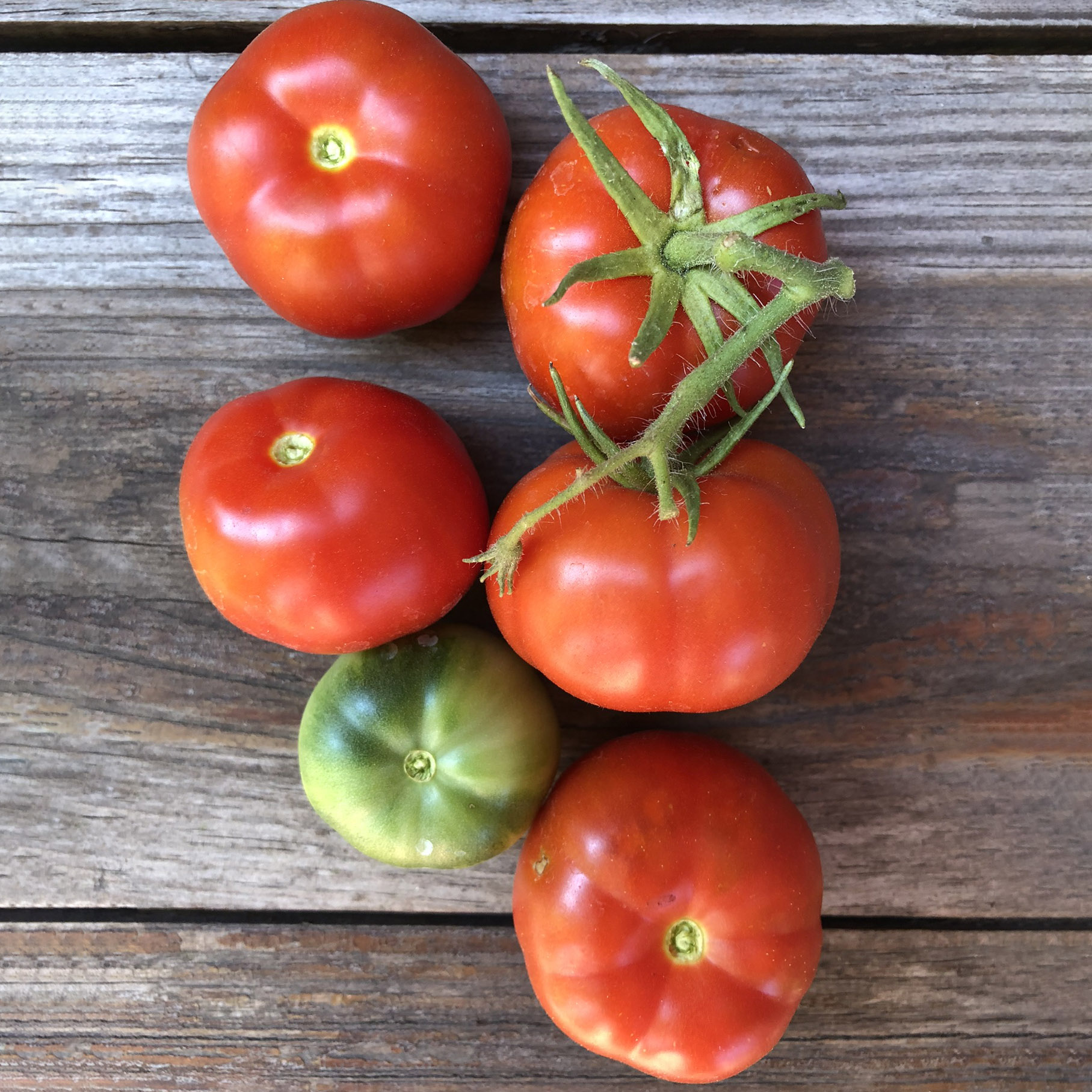Tomato - Yucatan Red ('Bola Macizo'-type) - Common Sense Seeds