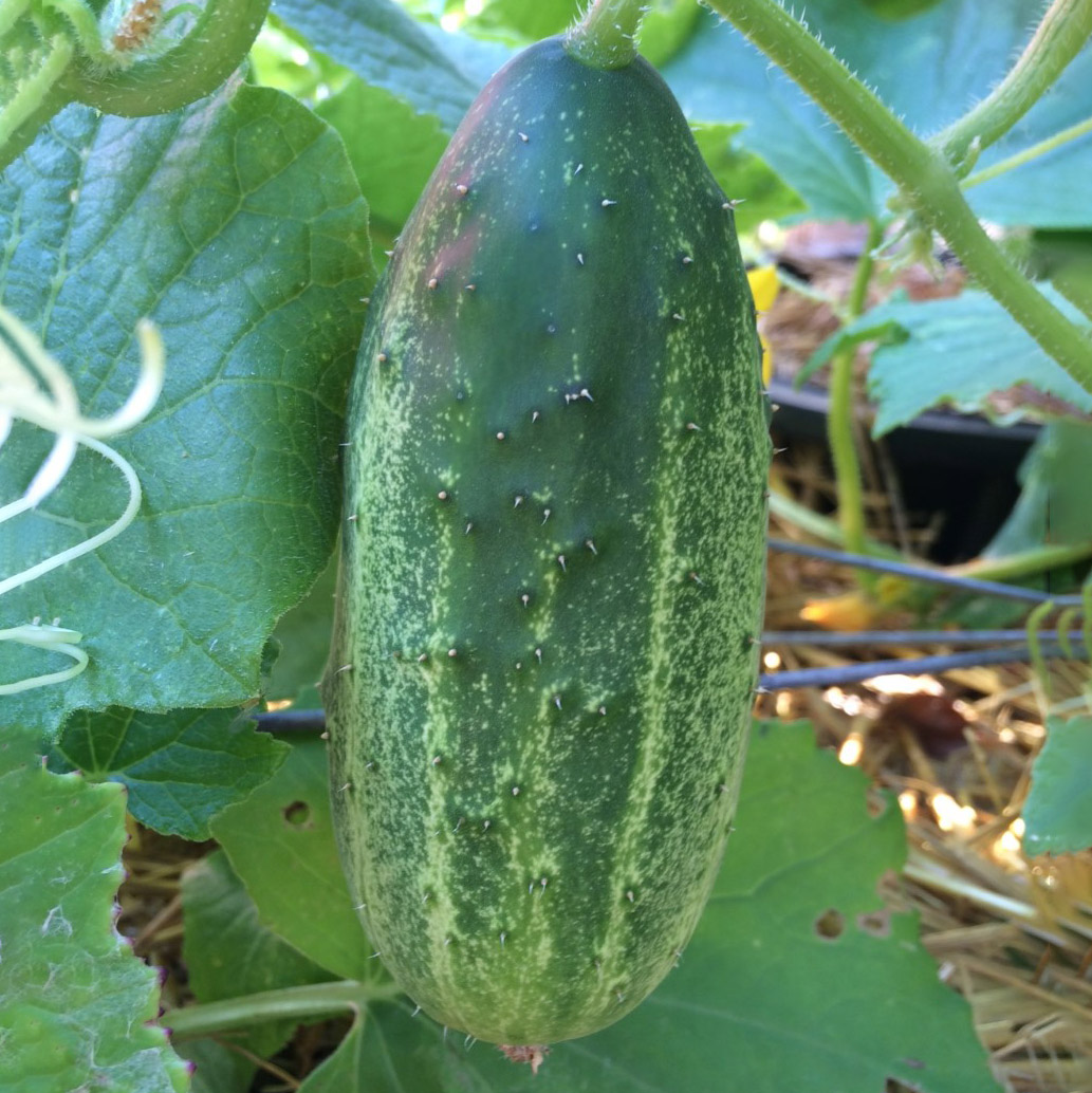 Cucumber - Homemade Pickles - Common Sense Seeds