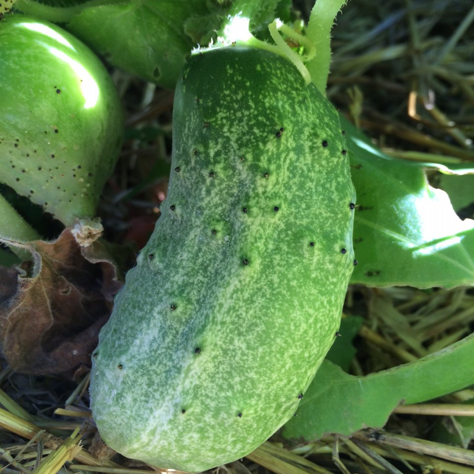 Cucumber - National Pickling - Common Sense Seeds