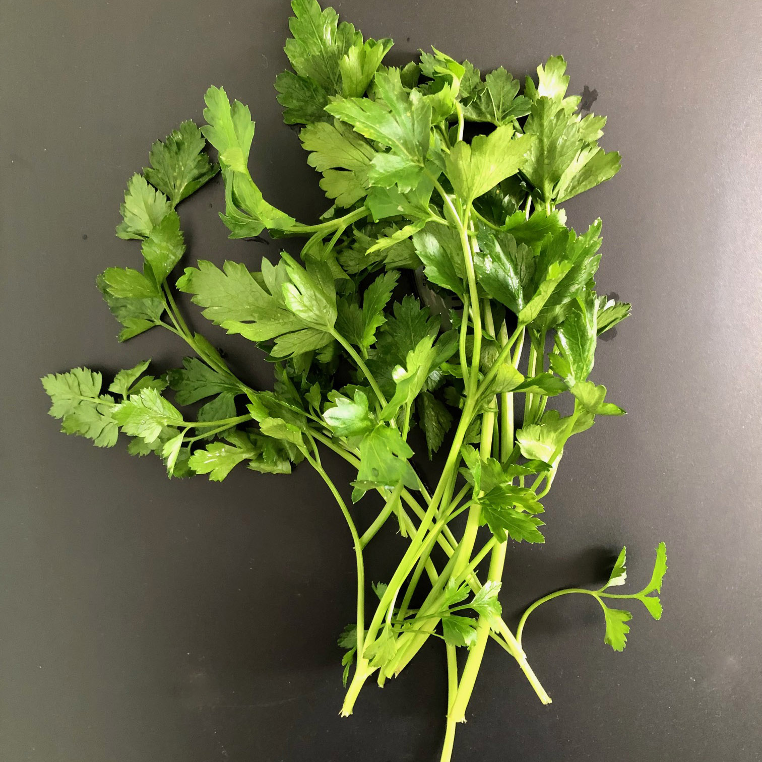 Culinary Herb - Dark Green Italian Parsley - Common Sense Seeds