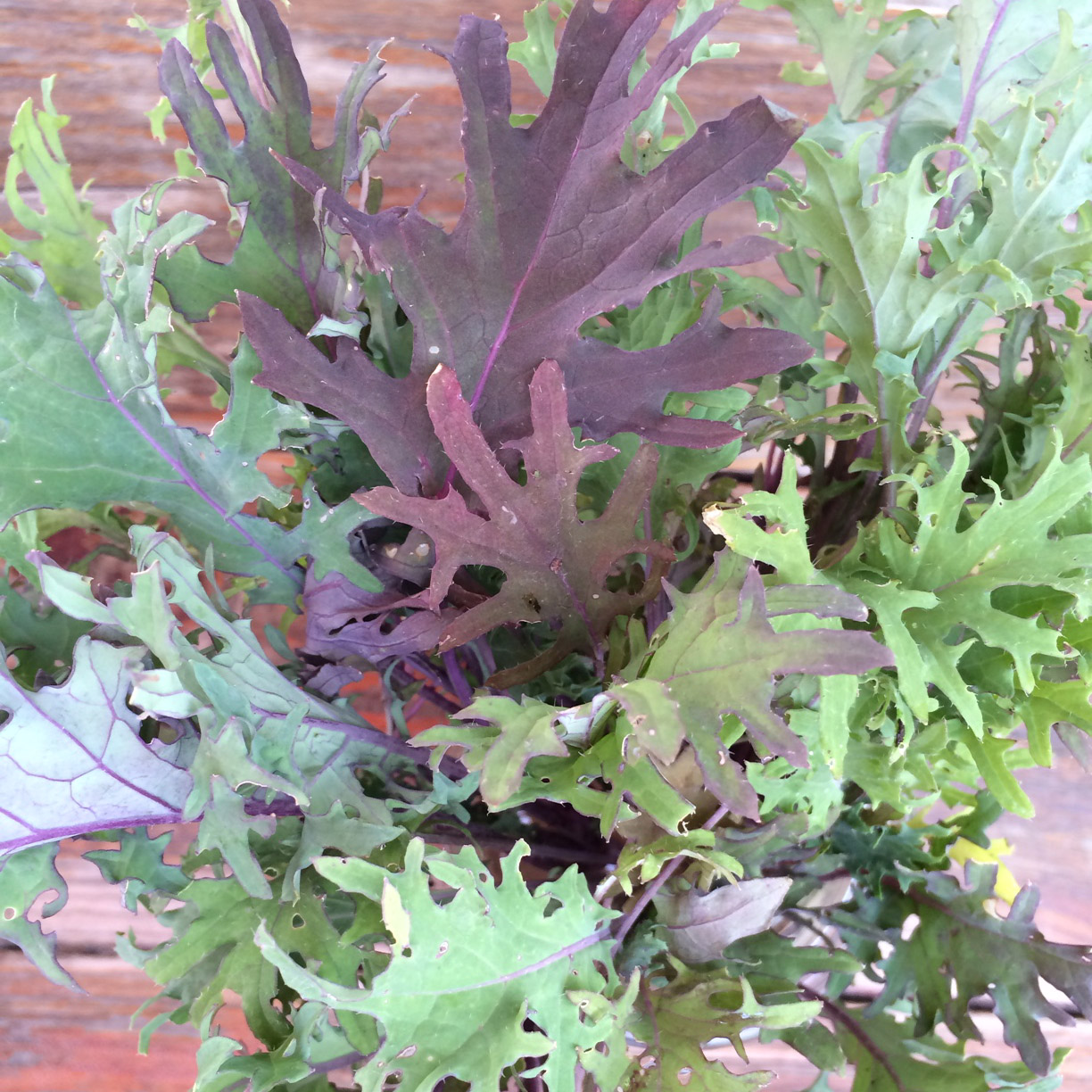 Brassica - Red Russian Kale ('Ragged Jack'; 'Canadian Broccoli ...