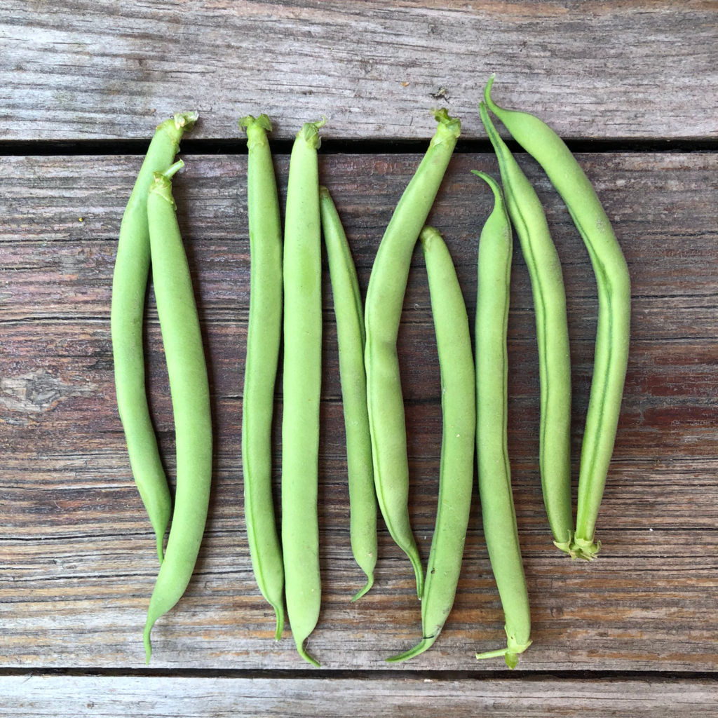 Beans - Provider - Common Sense Seeds