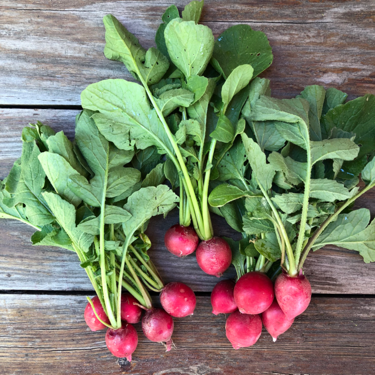 Radish - Cherry Belle (a 'space crop' food!) - Common Sense Seeds