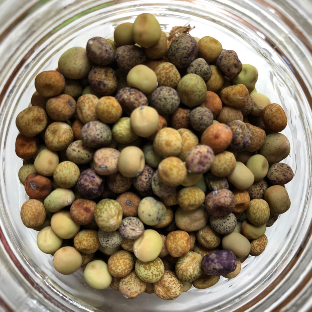 Peas - Wild Pea of Umbria - Common Sense Seeds