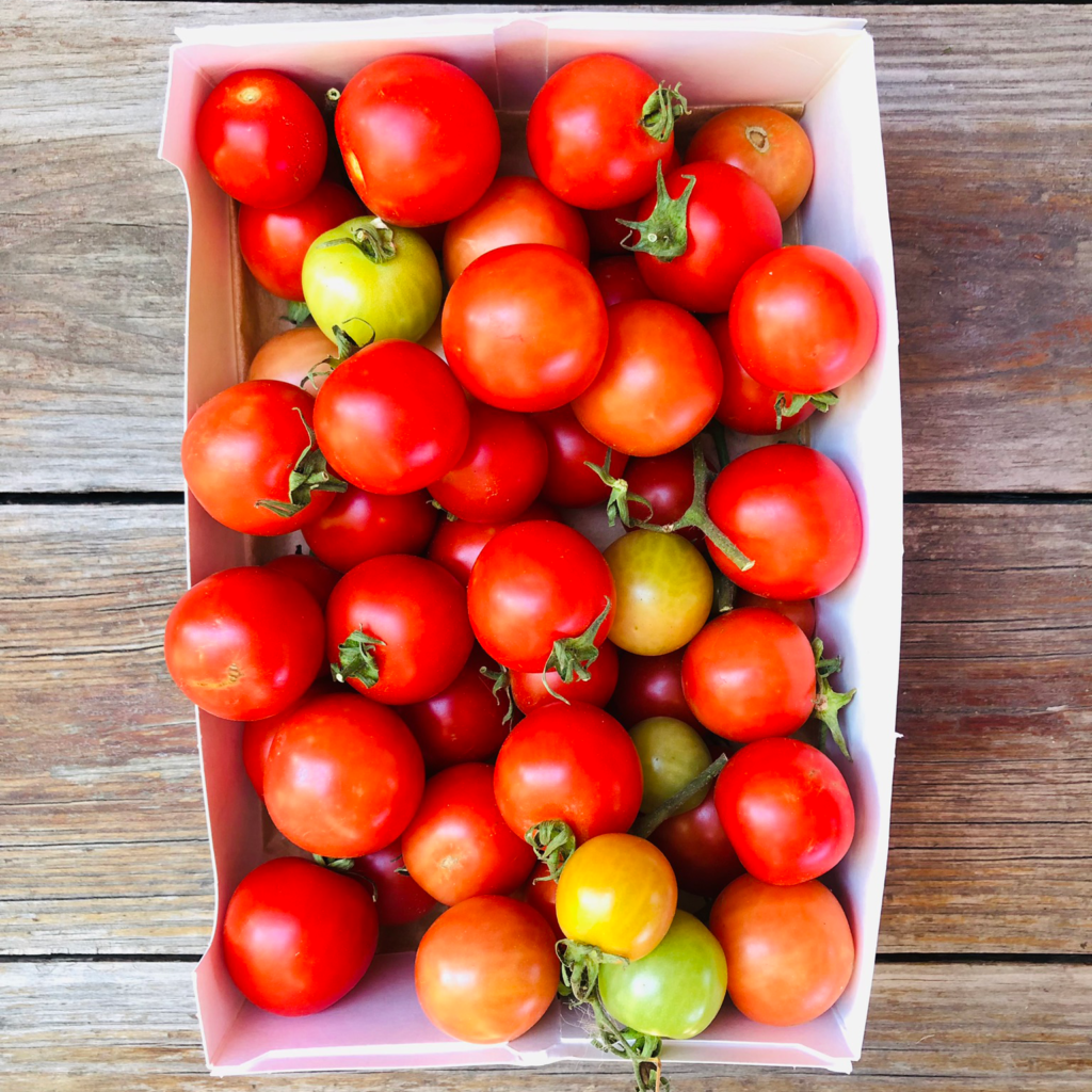 Tomato - Punta Banda - Common Sense Seeds