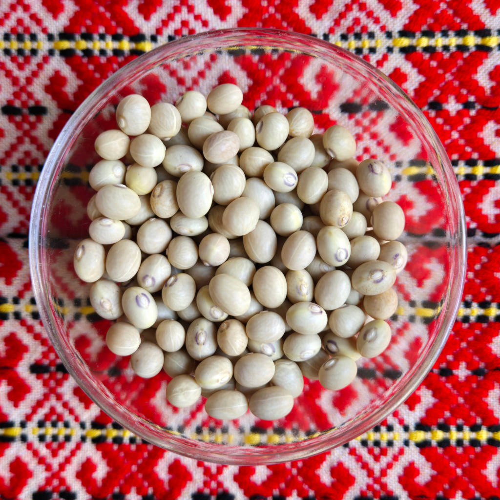 Beans - Baba's Beans - Common Sense Seeds