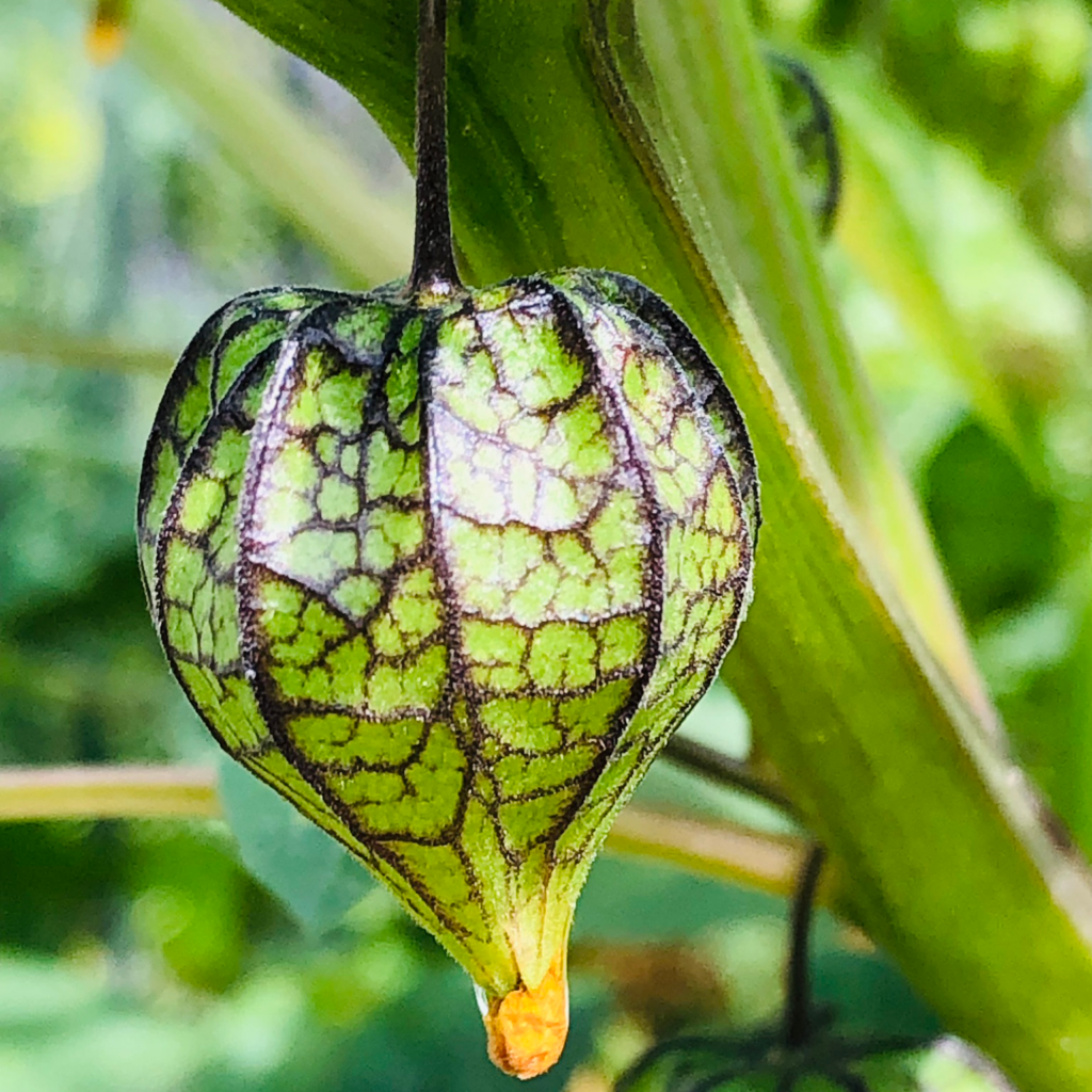 Physalis - Sunberry (Physalis minima) - Common Sense Seeds