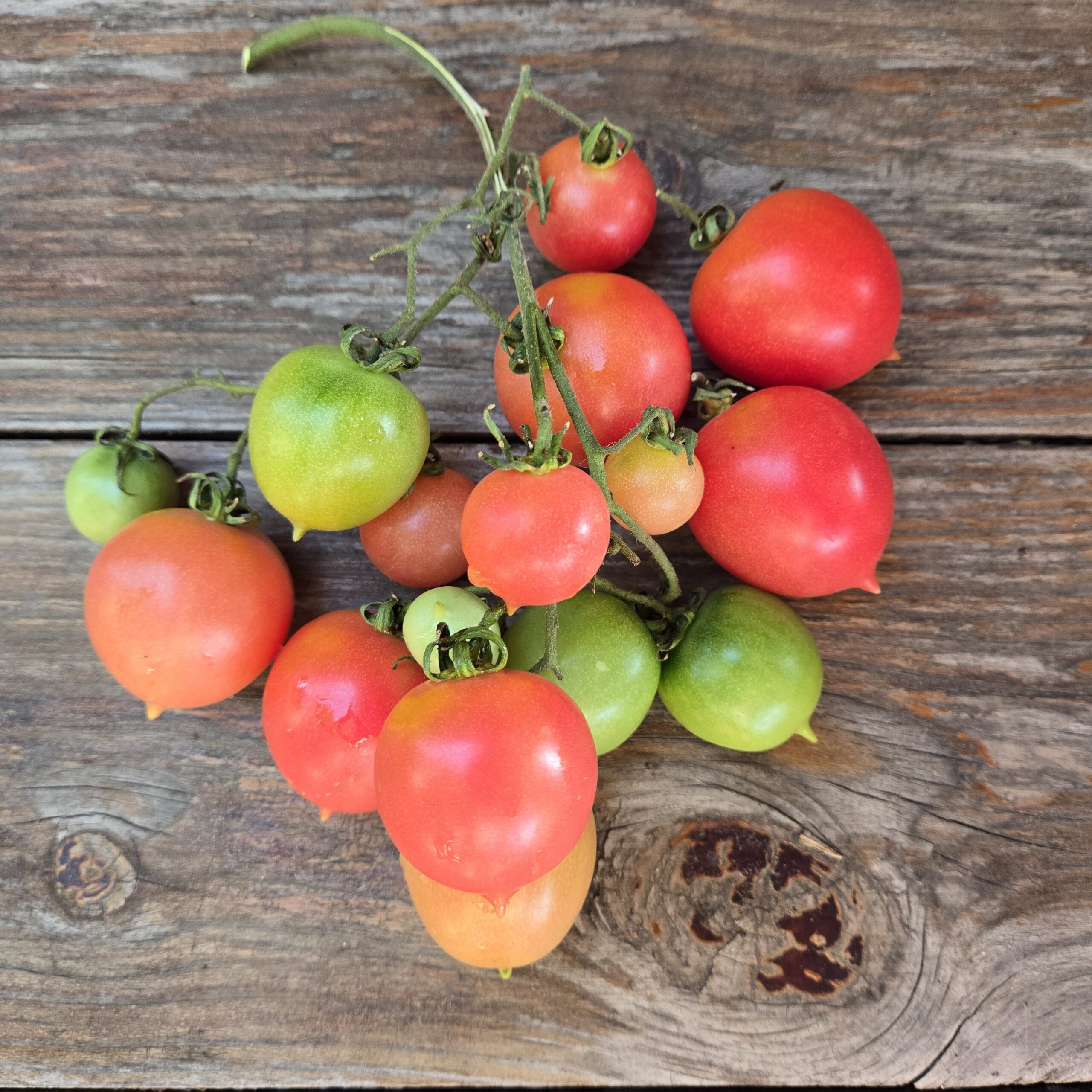 Tomato - Del Tonet - Common Sense Seeds