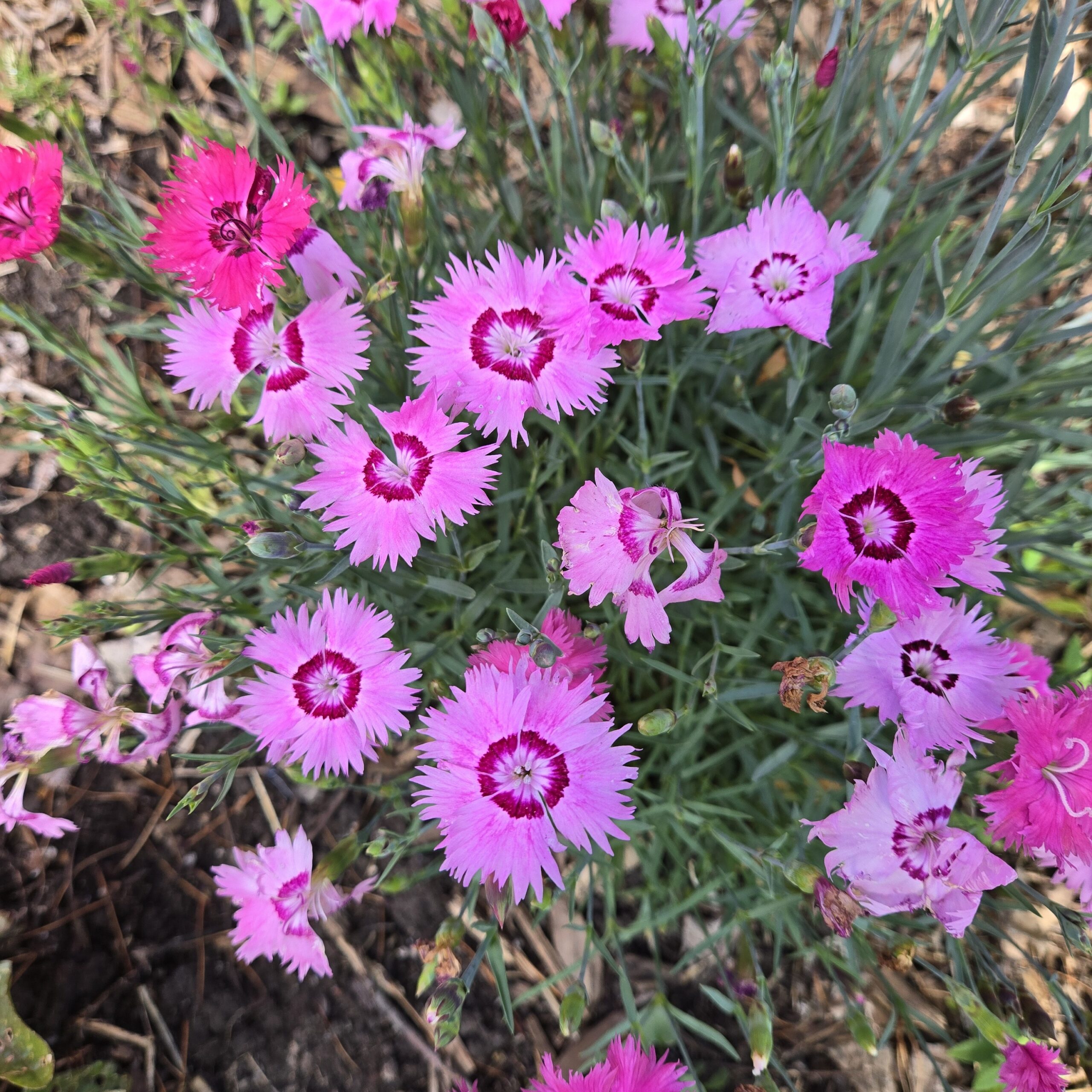 Flower - Garden Pinks - Sweetness - Common Sense Seeds
