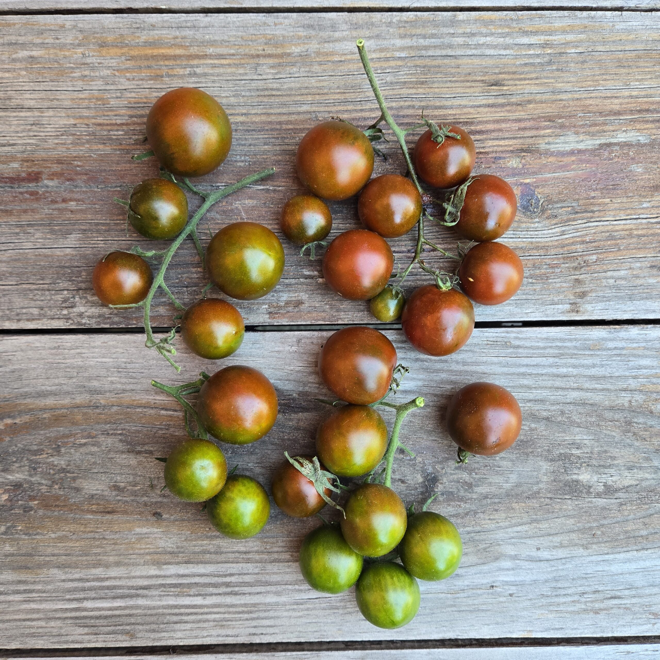 Tomato - Garden Olive - Common Sense Seeds