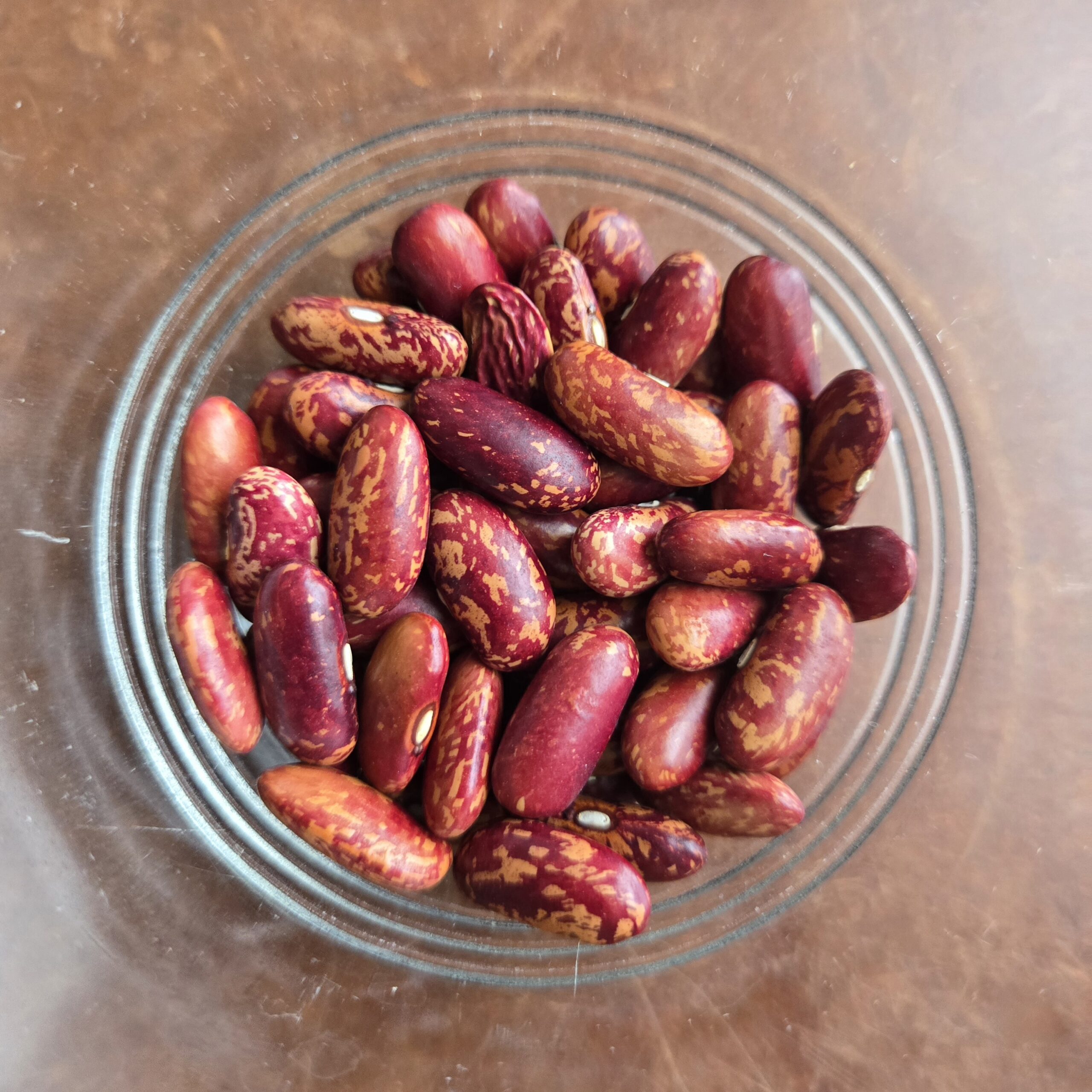 Beans - King of the Early - Common Sense Seeds