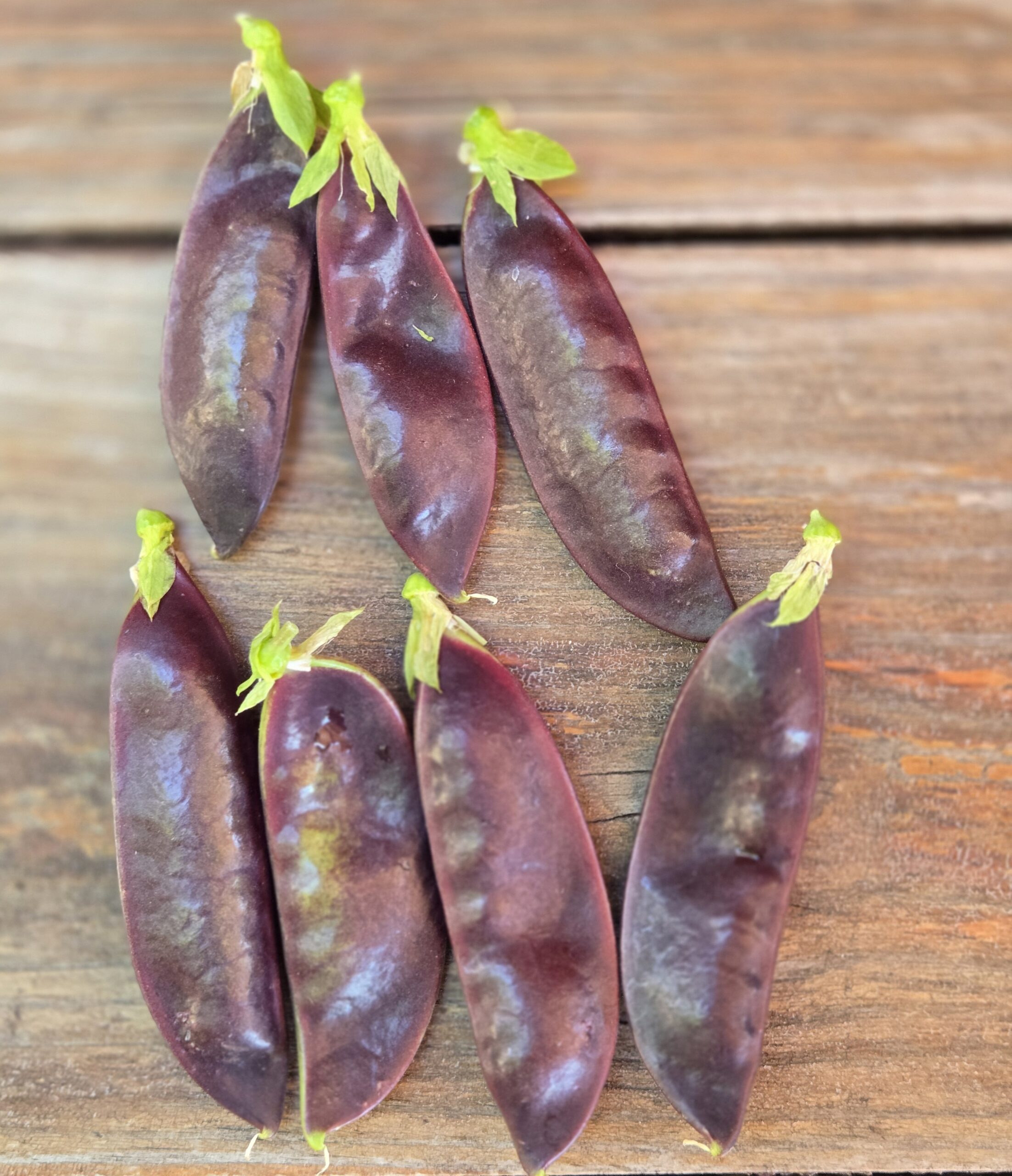 Peas - Royal Snow - Common Sense Seeds